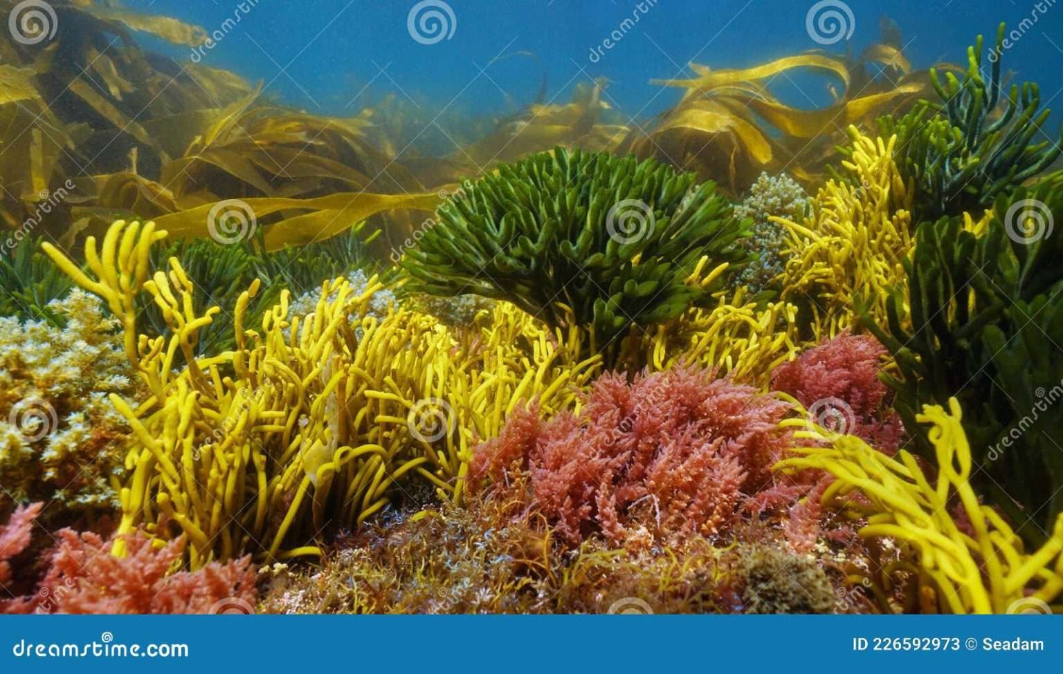 Curiosidades submarinas sobre algas para niños